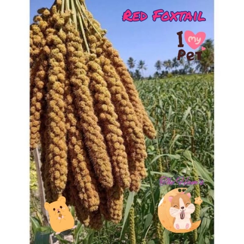 (The Ham's) RED FOXTAIL MILLET SPRAY, JEWAWUT Stem, HAMSTER HUNTING ...