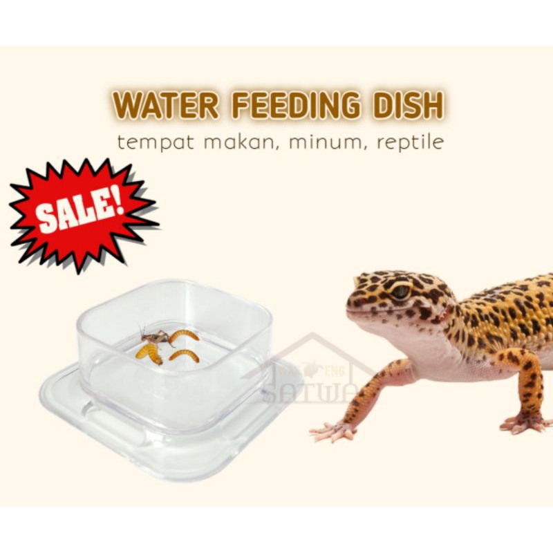 Waterdish FEEDING DISH Calcium GECKO Small REPTILE GECKO Feeder INSECTA ...