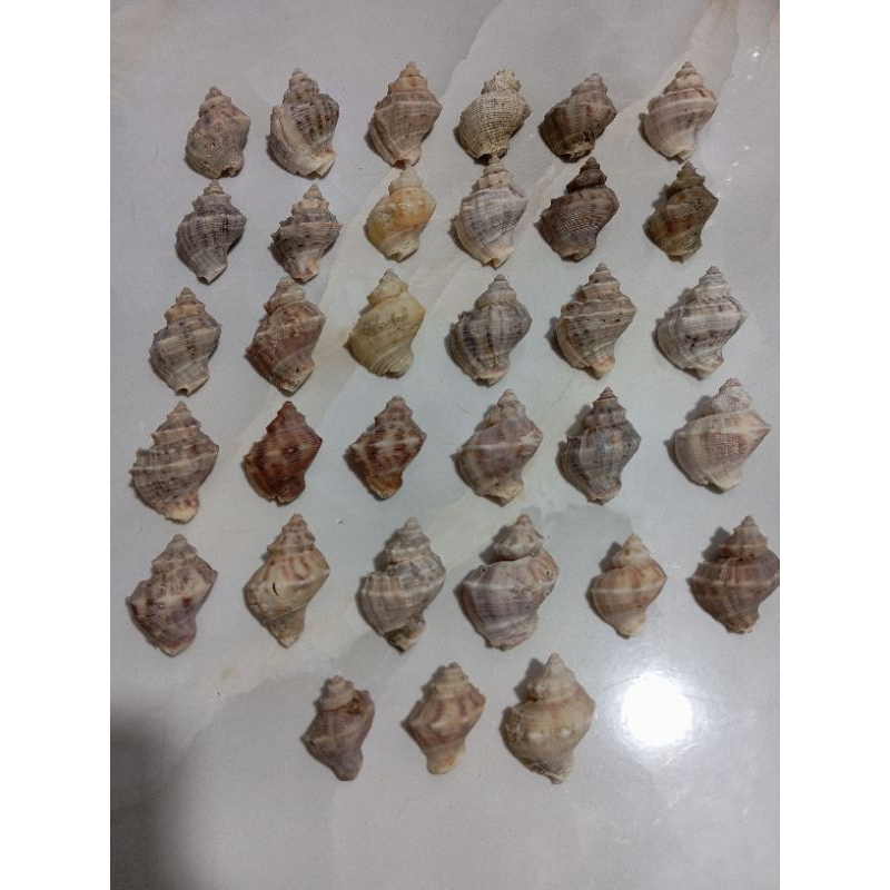Indothais Shell (1Pcs) | Shopee Philippines