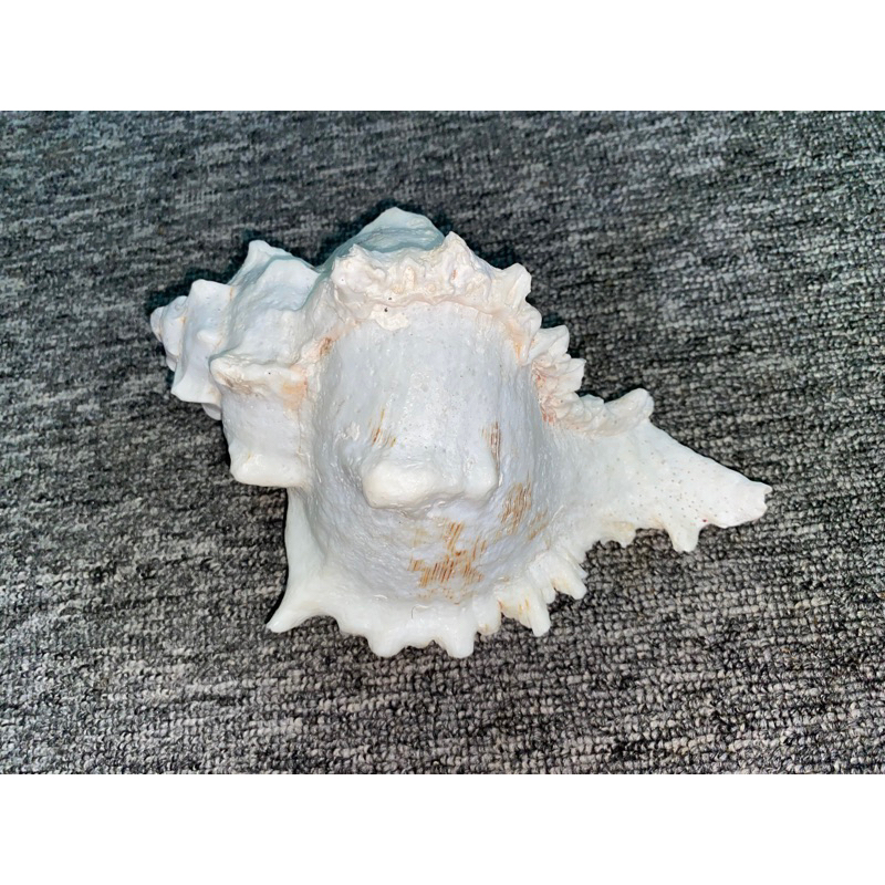 MUREX SHELL SHELL SHELL SHELL SHELL | Shopee Philippines