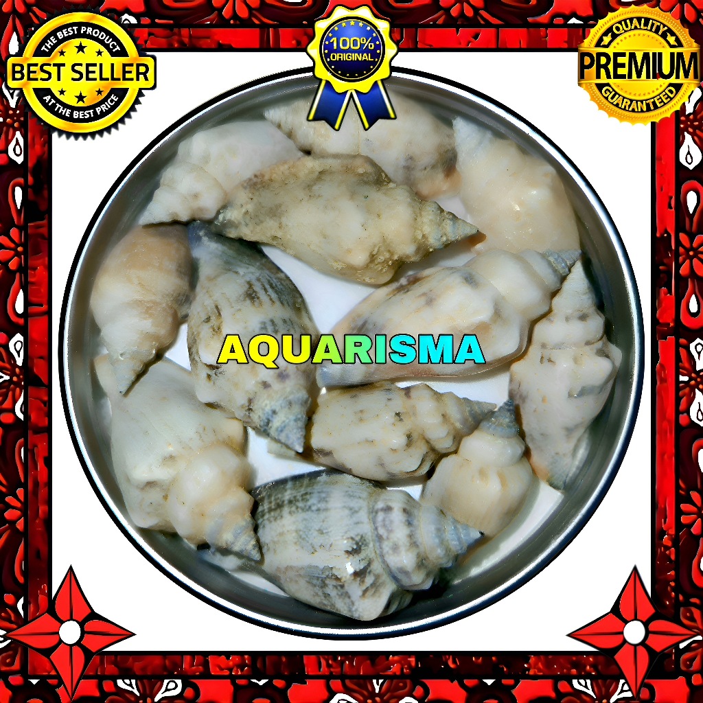 Decorations And Collections - CANARIUM LABIATUM Conch Shell Bell GRADE ...