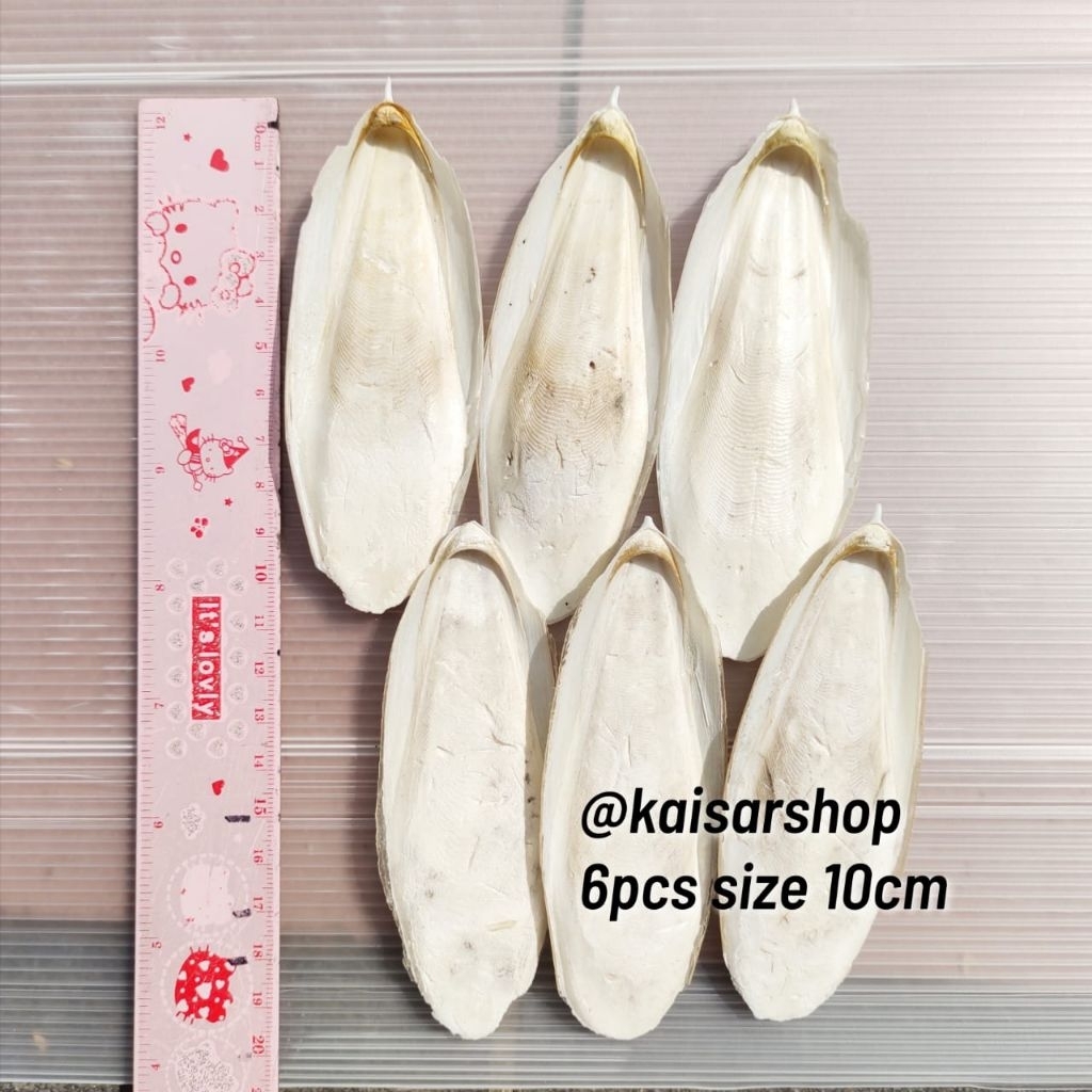 6pcs size 10cm Cuttlefish Bone Calcium Squid Shell Cuttlefish Bone ...