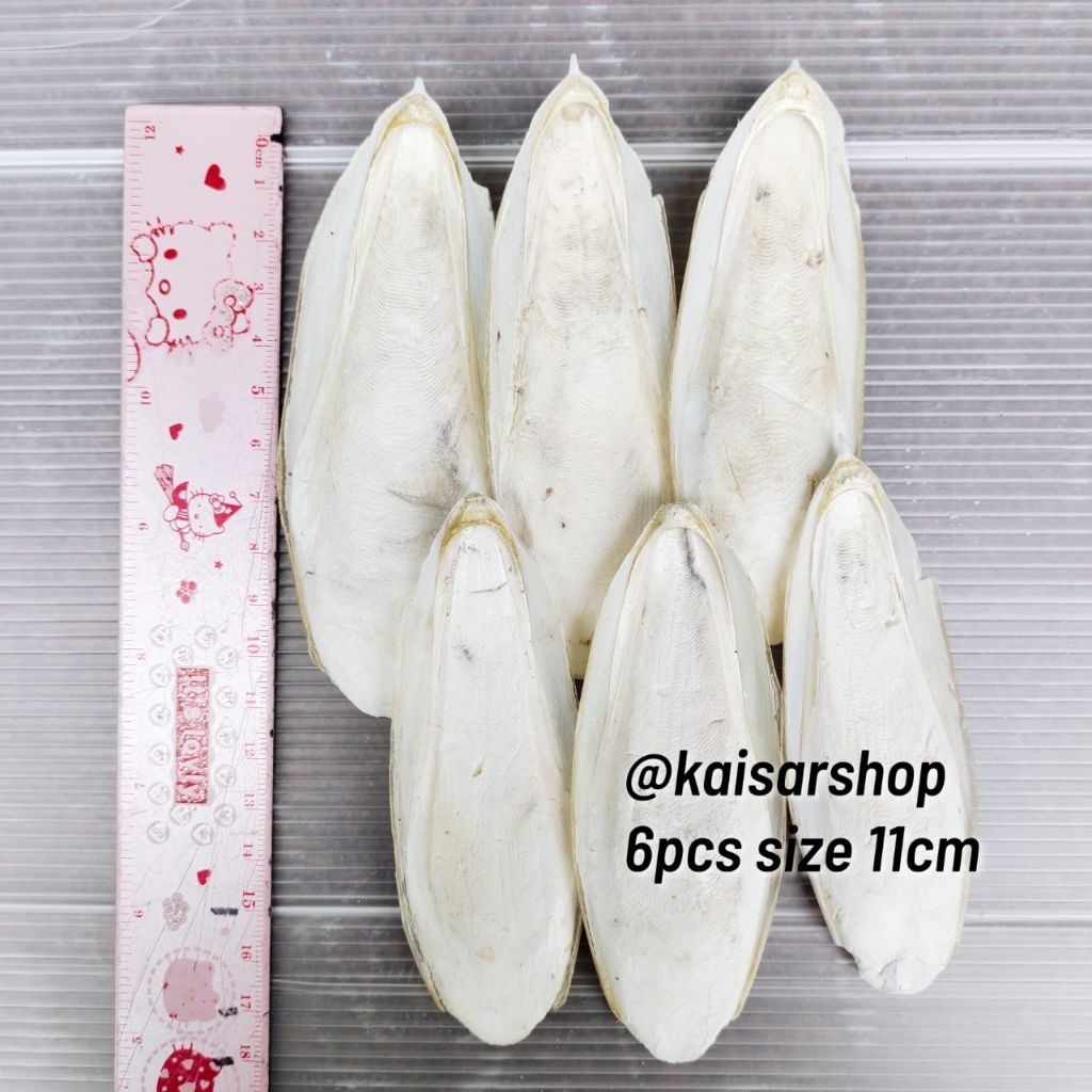6pcs size 11cm Cuttlefish Bone Calcium Squid Shell Cuttlefish Bone ...