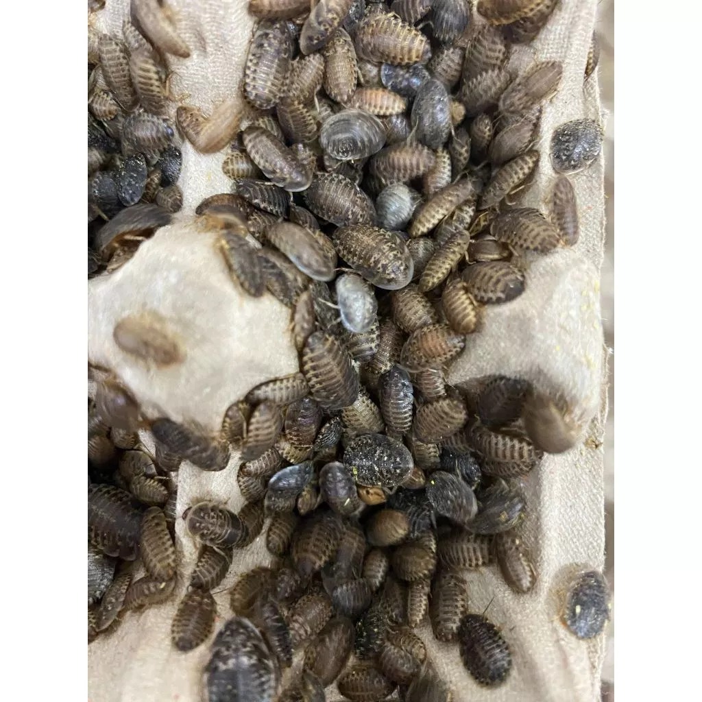Dubia Cockroach 2cm more Reptile Food Frog Fish Bearded Dragon Gecko ...