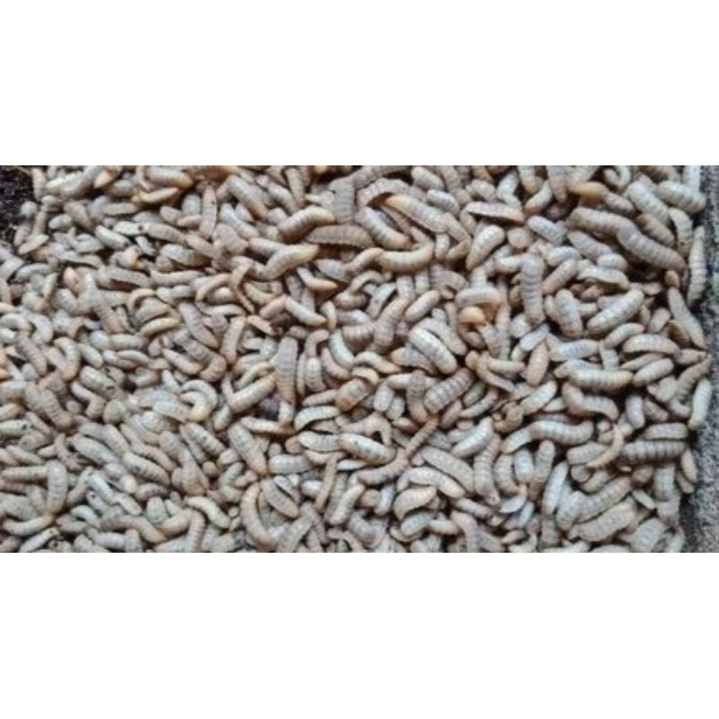 Maggot fres maggot live 1000g | Shopee Philippines
