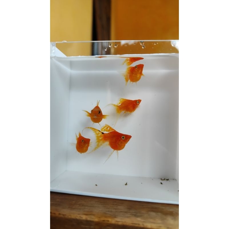 Package of 5 molly SUNKIST ORANGE branch balloons | Shopee Philippines