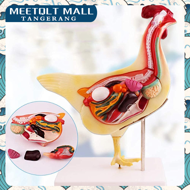 Animal Chicken Anatomy Teaching Model-Chicken Anatomy Model-Cross ...