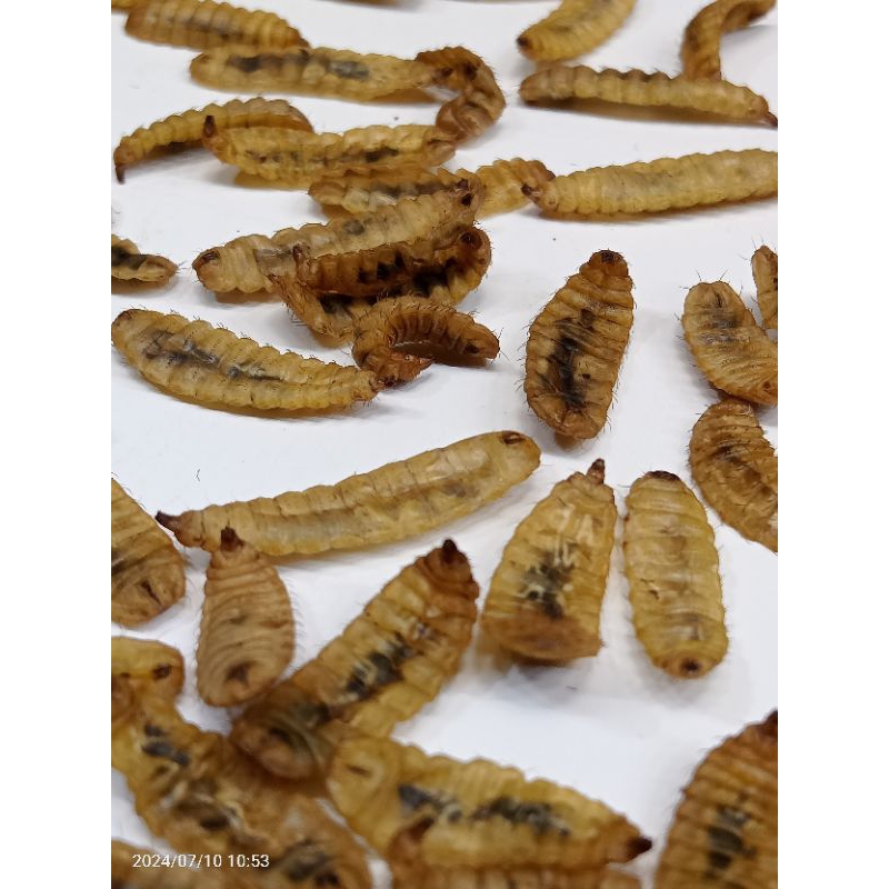 1 Kg Dry Maggot Flakes, Usually used, repacked in a famous brand ...