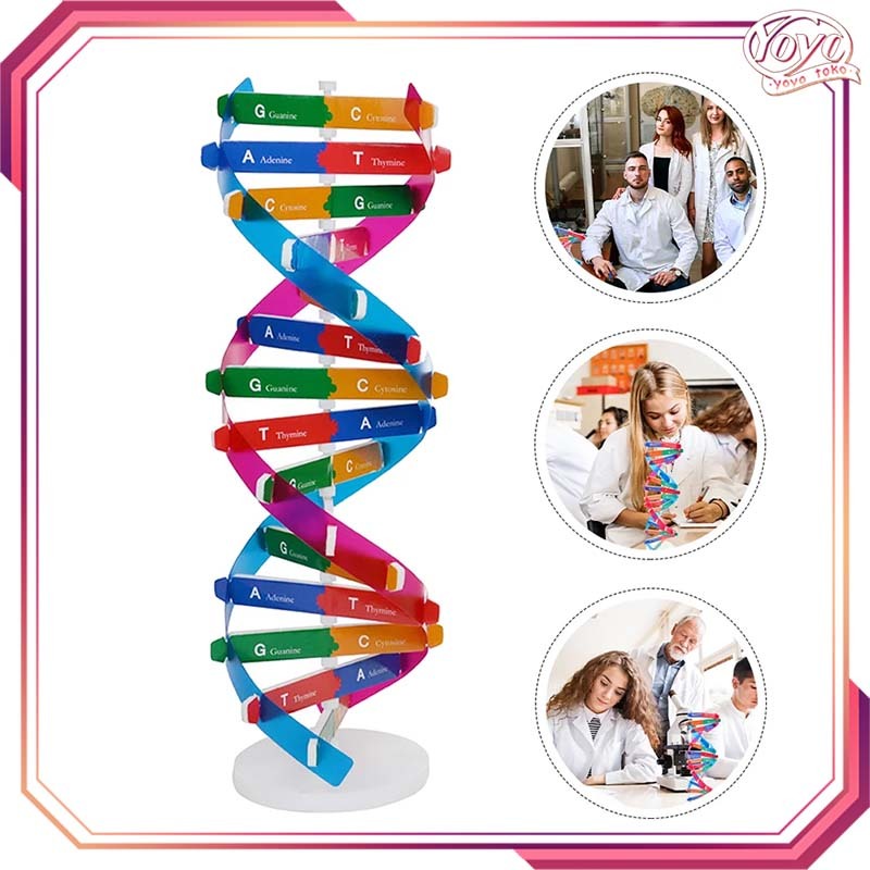 Genes DNA Model Dual Helics Human DNA Model For Science Popularization ...