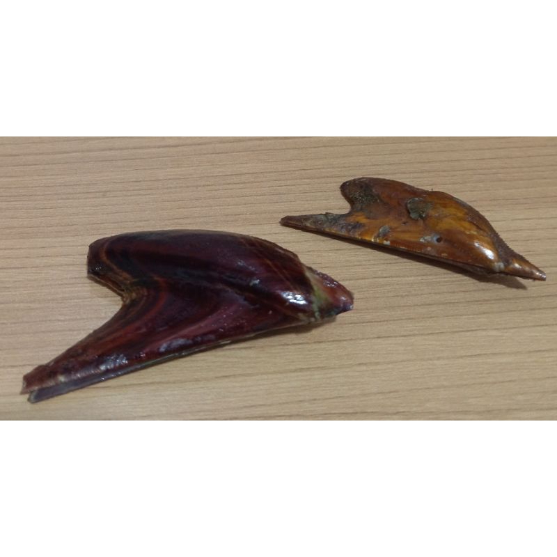 Pteria Crocea shells 2 pcs | Shopee Philippines