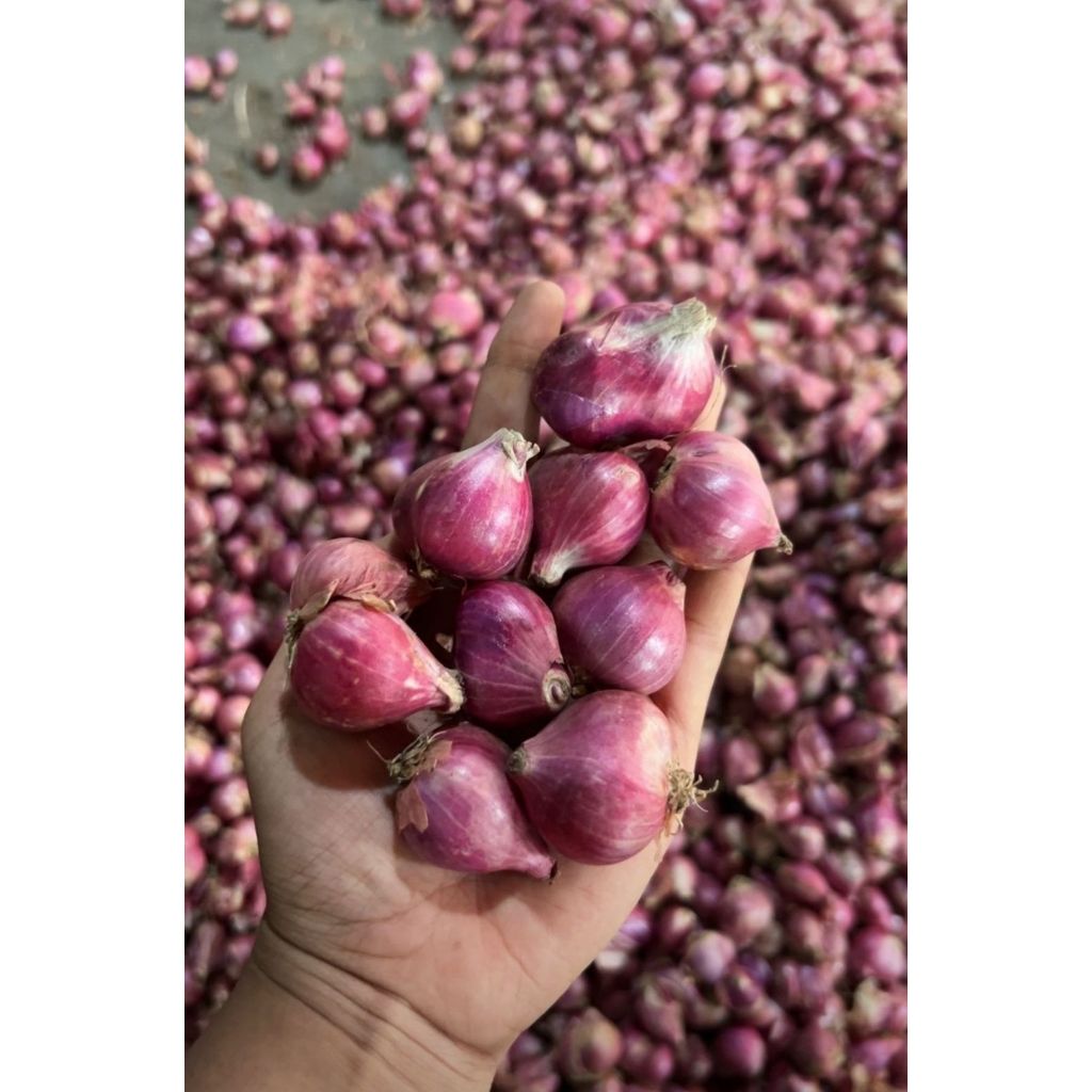 MERAH Large RED ONION STAND 1KG | Shopee Philippines