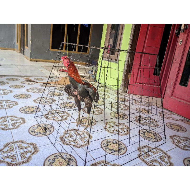 Pyramid style chicken cage measuring bottom width 80cm top width 50cm ...