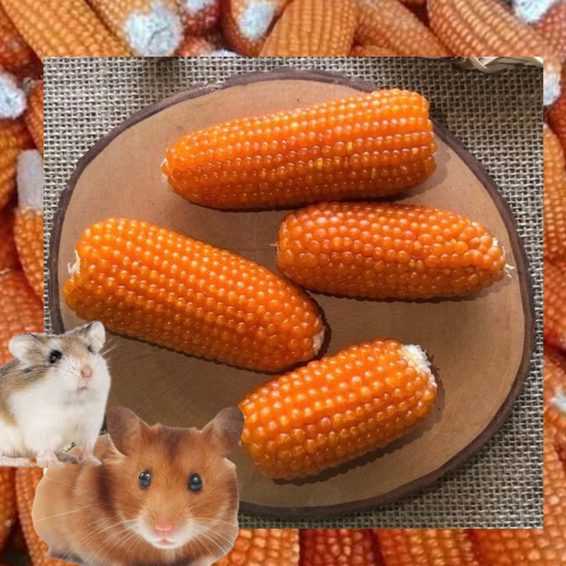 Whole Chew Corn Hamster Corn Bites | Shopee Philippines