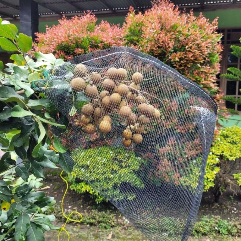 Fruit shell. fill 20 pcs. longan fruit casing matoa fruit.waring fruit ...