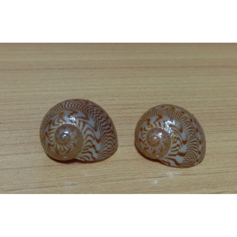 Tanea Tenuippta shell 2 pcs | Shopee Philippines