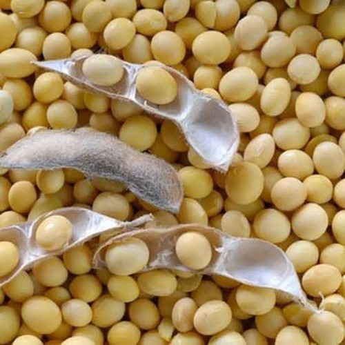 (1 Kg) IMPORTED SOYBES Imported Soybean Seeds Premium Raw Soybeans ...