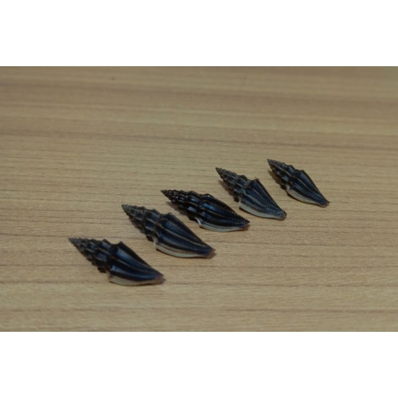 Eucithara Stromboides shell 1 pcs | Shopee Philippines