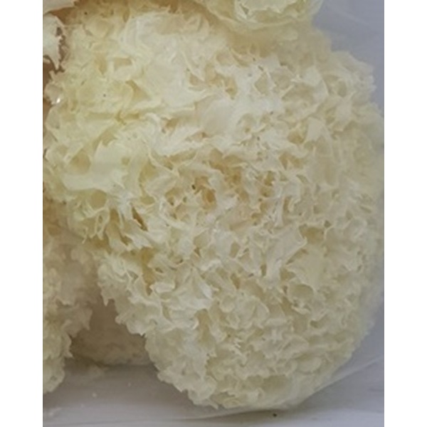 PUTIH 100gr Snow White Mushroom / Bai Mu er / Snow White Fungus / Yin ...
