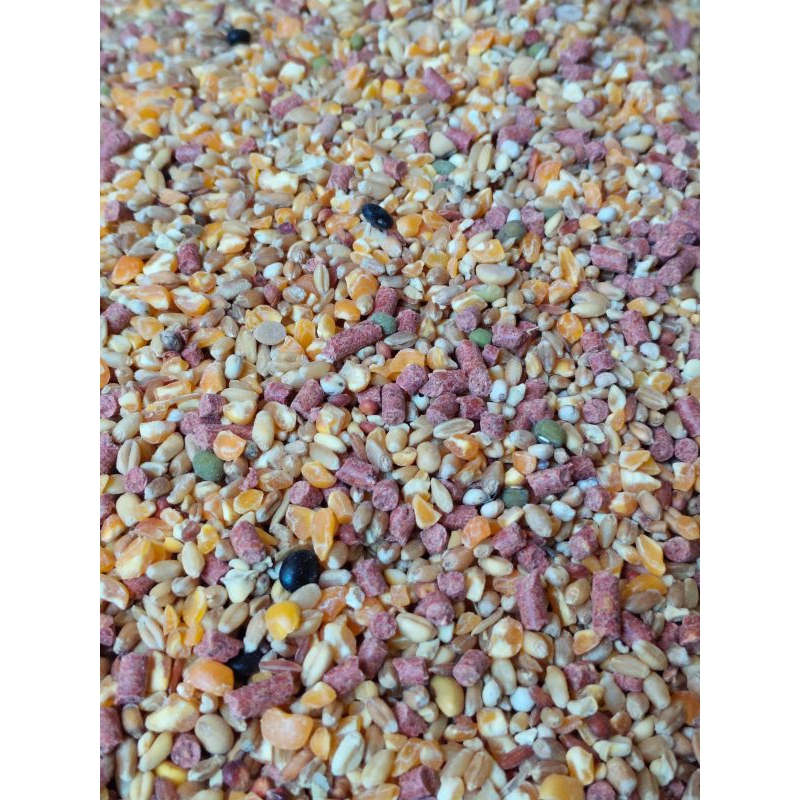 Chicken feed ready to fight (Conditioning) | Shopee Philippines
