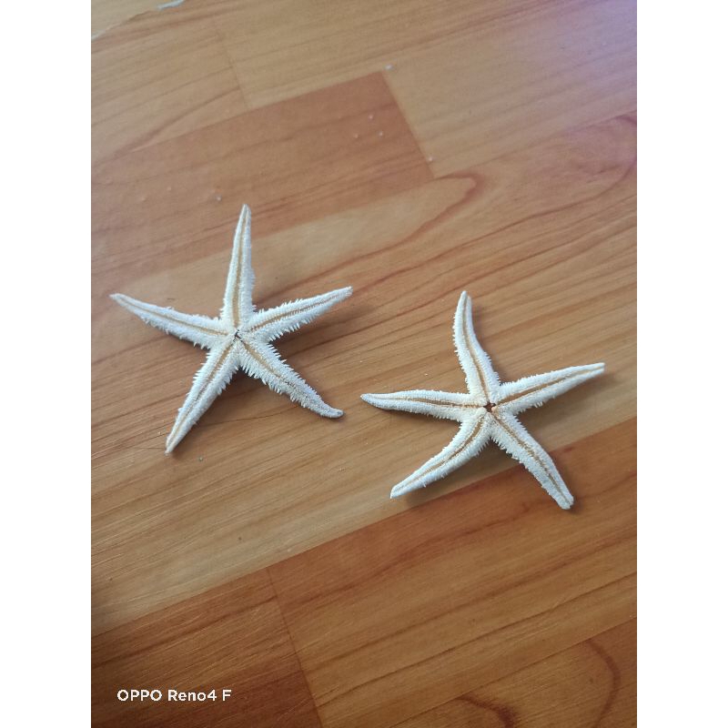 Original starfish from the dried sea/star | Shopee Philippines