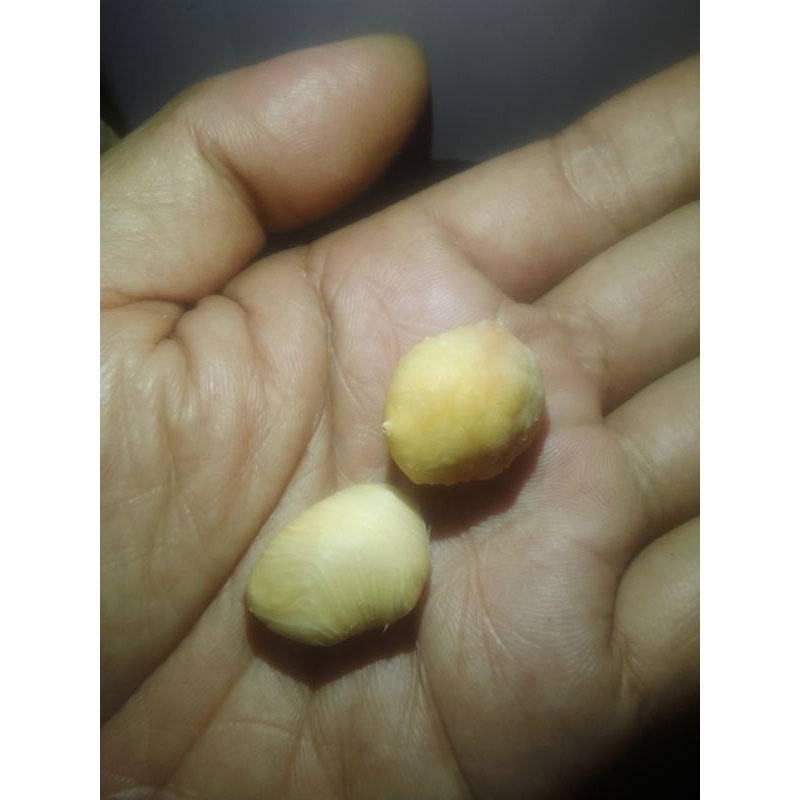 A pair of original natural gono Moringa wood | Shopee Philippines