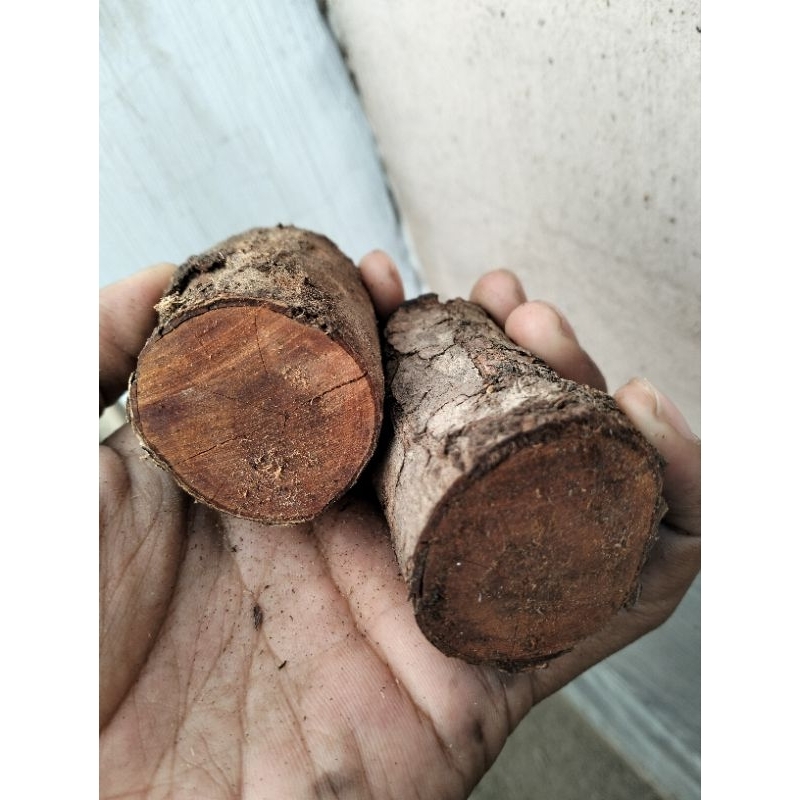Super original sea stigi wood | Shopee Philippines