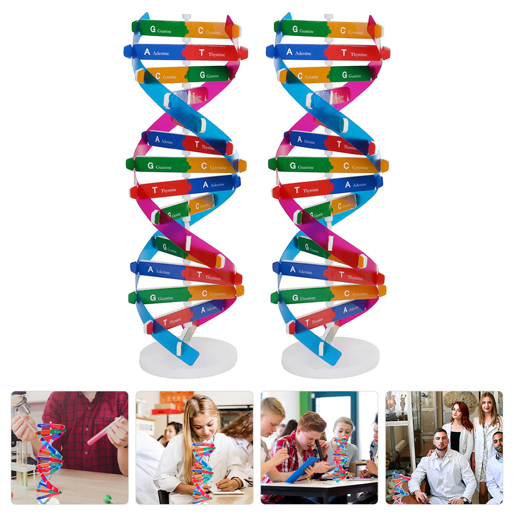 Double Helix Human DNA Model DNA Learning Tool Model for Science ...