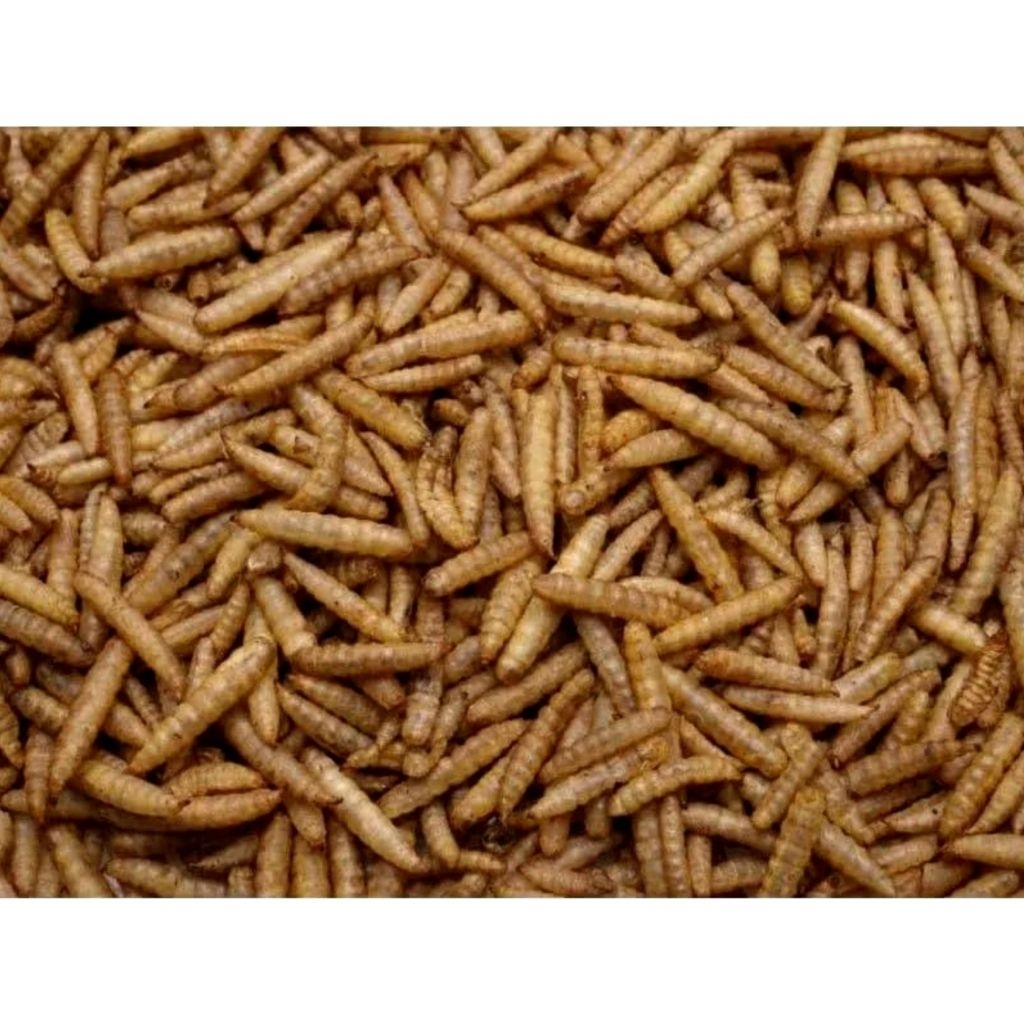 Dried maggot 1 kg / maggot 1 kg / dried maggot / maggot / koi food ...