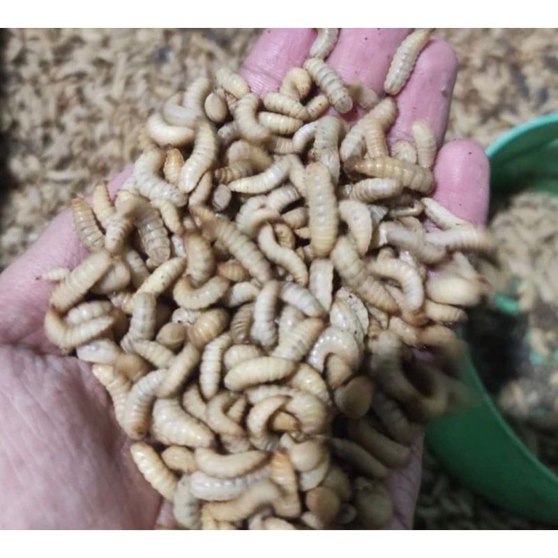 Bbf maggot maggot (big cap) | Shopee Philippines