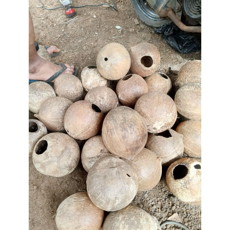 Selling whole circle coconut shells, coconut shells, craft materials ...