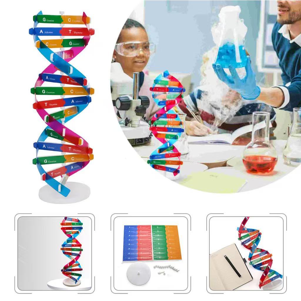 Model DNA Figure Model DNA Model Double Helix DNA Deoxyribonucleic ACID ...