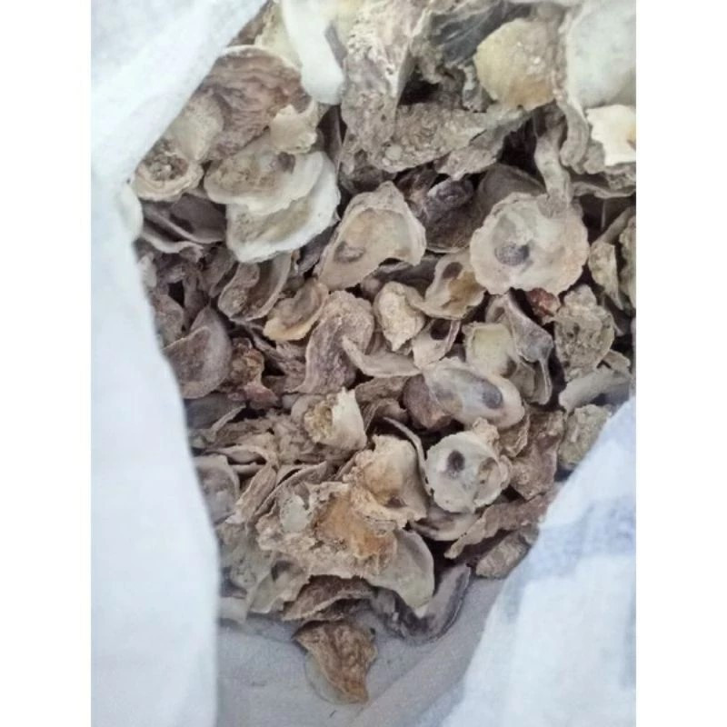 Oyster shells / SUPER koi pond filters | Shopee Philippines