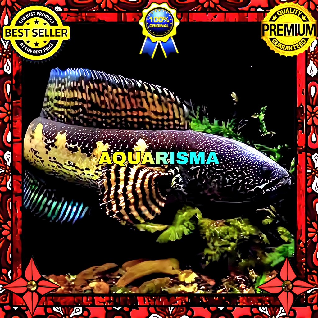 AQUARIUM NEEDS - SNAKEHEAD CHANNA CORMBUS AURANTIMACULATA GOLDEN 5-6 CM ...
