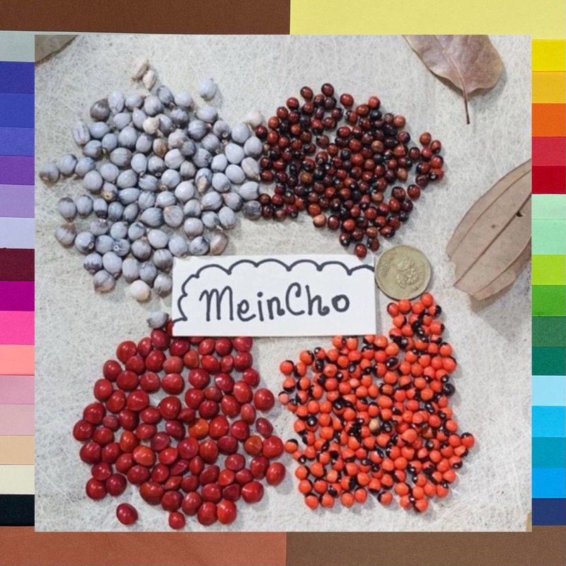 MERAH (20 seeds) Red Black Saga Seed Collage Crafts Saga Telik Jali ...