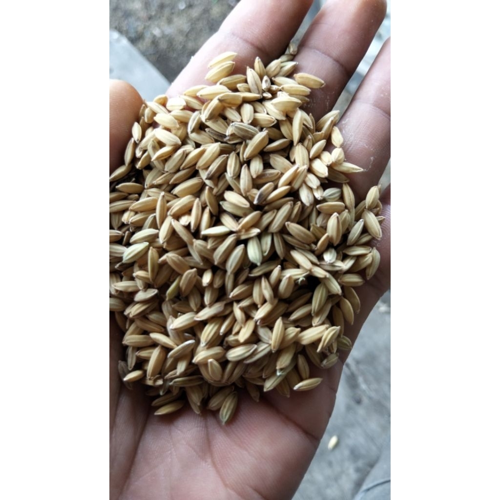 GABAH APPEARS, ROUND GABAH FOOD FOR BANGKOK FIGHTING COCKS | Shopee ...