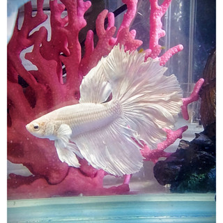 Halfmoon Dumbo Ear FCCP Fancy Hellboy Avatar Betta Fish (REAL PHOTO ...