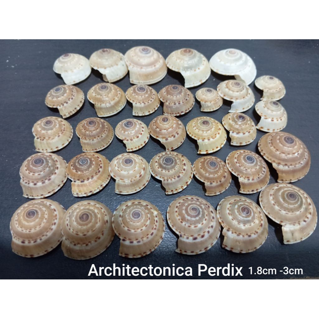 Architectonica Perdix shell 1 pcs | Shopee Philippines