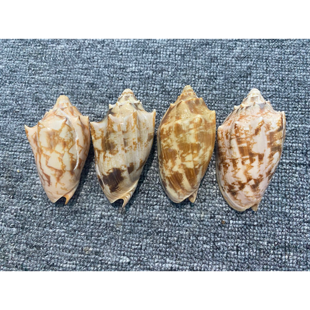 CYMBIOLA SHELL PINANG/ | Shopee Philippines