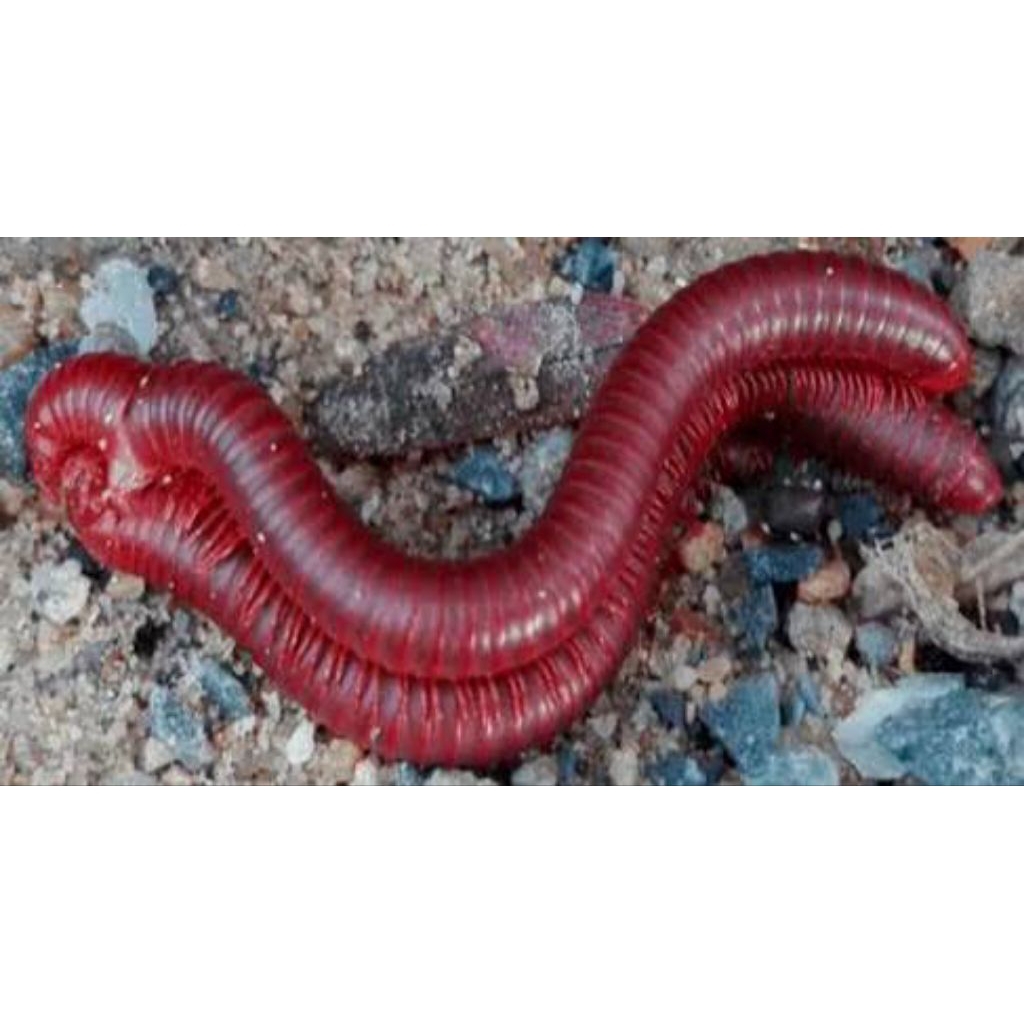 CORRALINUS TRIGONILIUS INSECT ANIMALS FOR PALUDARIUM FOR 5PCS | Shopee ...