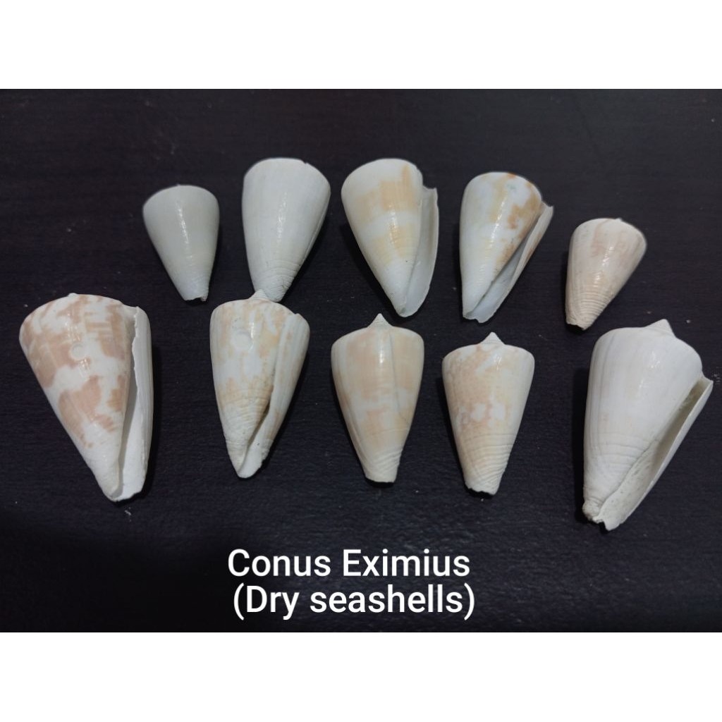 Eximius conus Shell (all) | Shopee Philippines