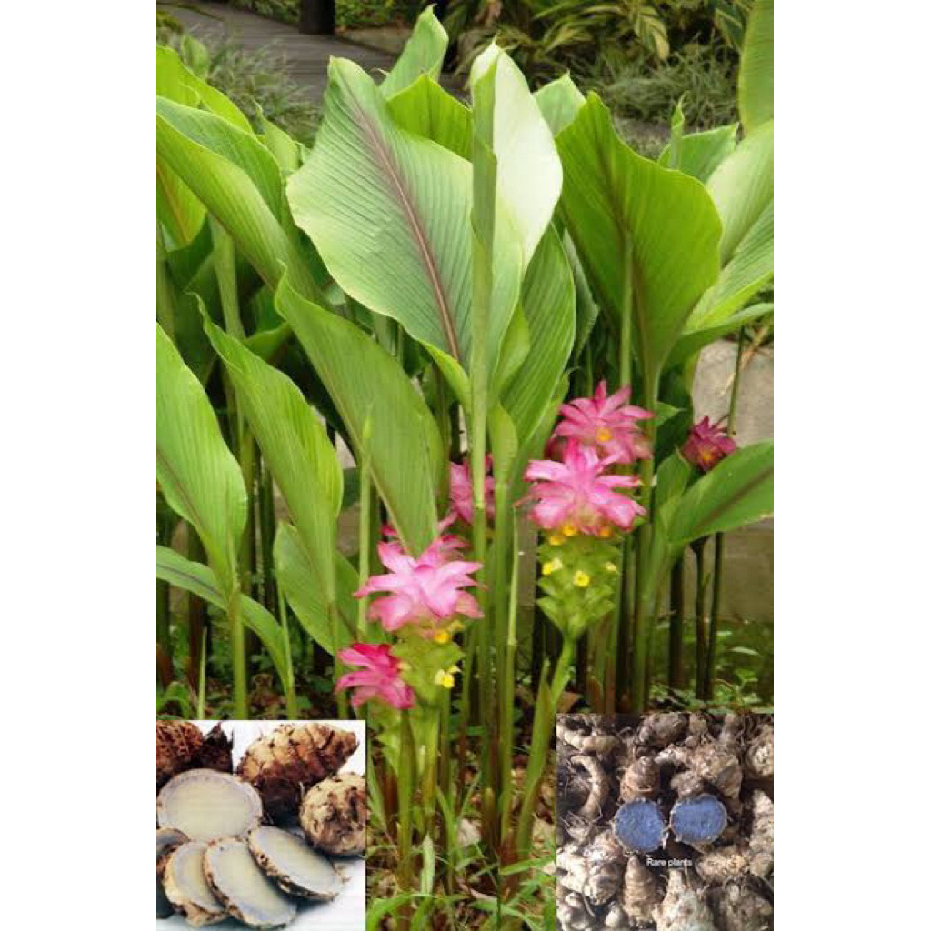 500 grams of fresh ireng temu from farmers | Shopee Philippines