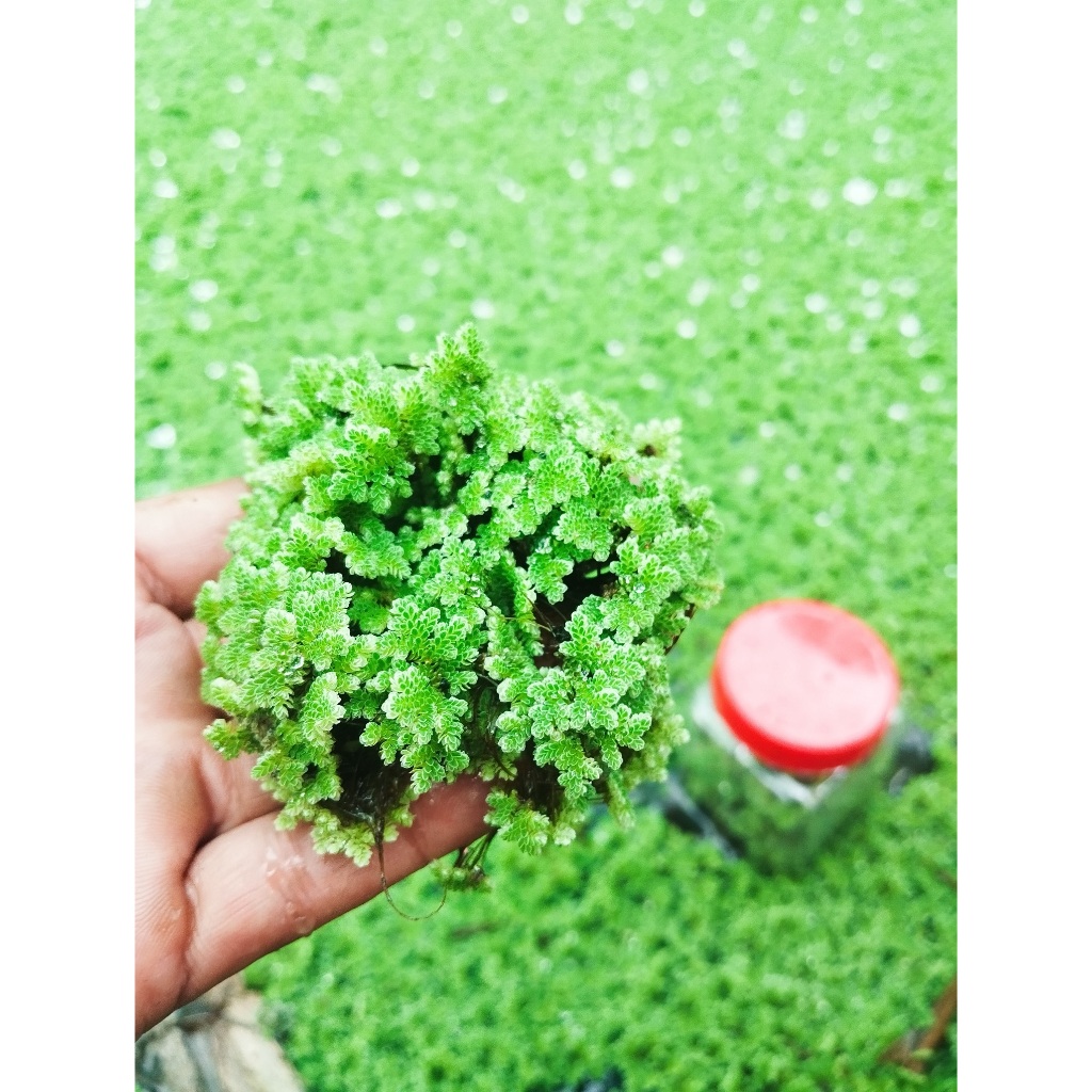 Azolla Super Premium Natural Food for Fish, Chicken, Duck, Goat & Other ...