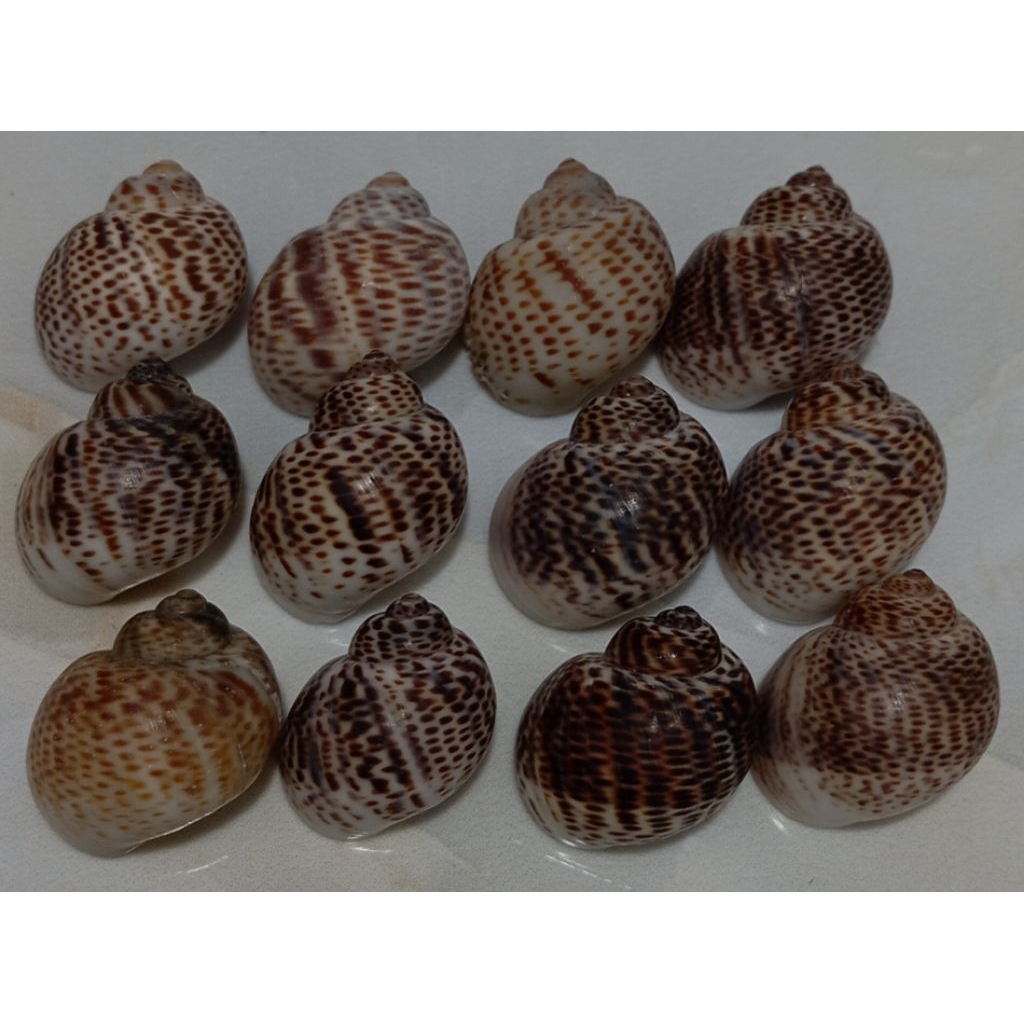 Spotted shells (all) | Shopee Philippines