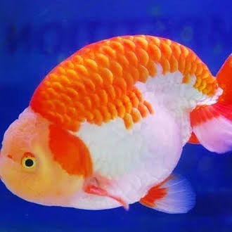 Ranchu red white goldfish good quality for ornamental fish tankmate ...