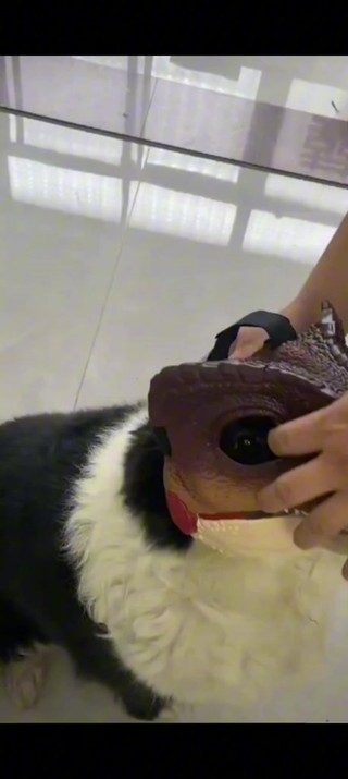 Dinosaur head cover dog headdress dog head mask alagang hayop ulo ulo ...