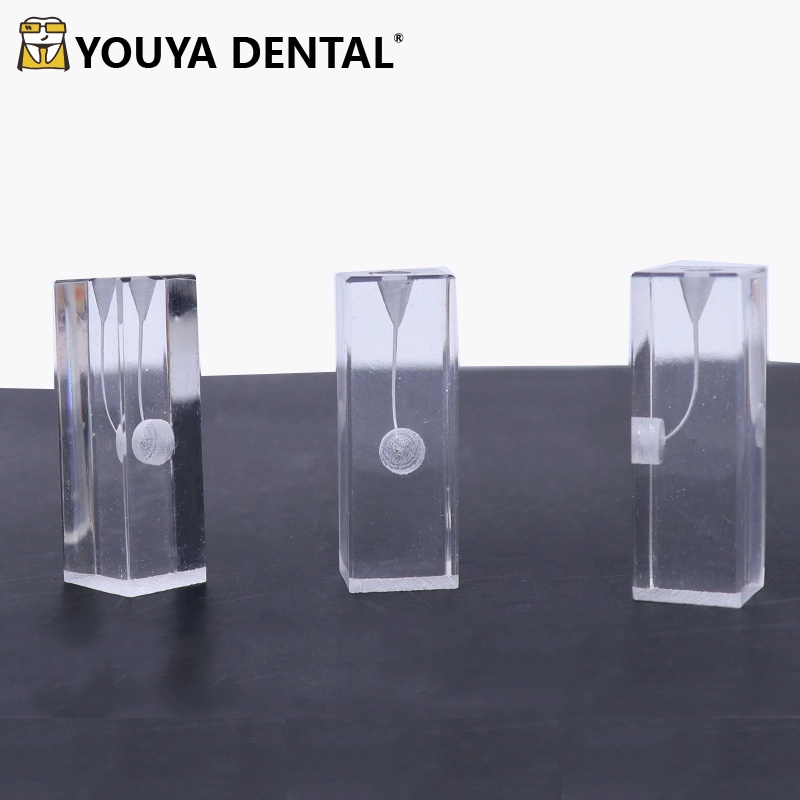 1pcs Teeth Root Canal Teeth Endo Training Block Model Tooth Model for ...