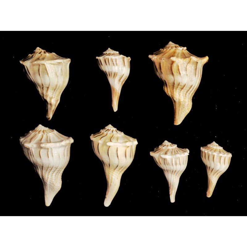 Lakshmi Valampuri Sangu Conch Shell Shankh (WITHOUT STAND) | Shopee ...