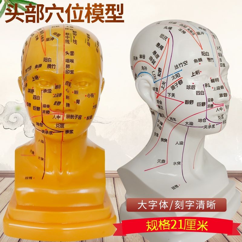 Yixi High-Definition Head Acupoint Model Acupuncture Lettering Head ...