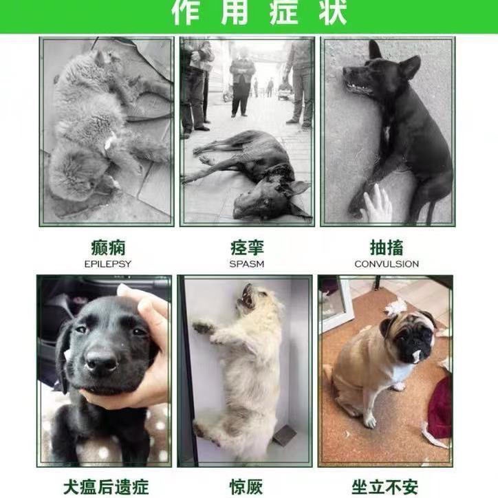 PHENOMAV Canine distemper sequelae Encephalitis Pet dogs and cats ...