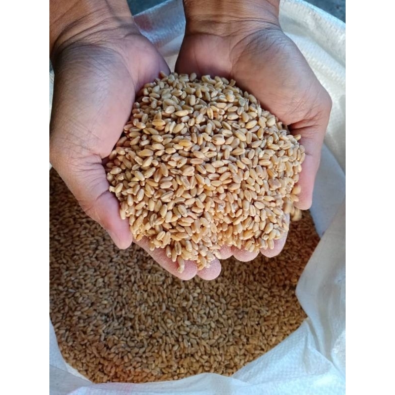 Repack 1KG Wheat Seeds Food Chicken Duck Pigeon Clean Wheat Clean Wheat ...